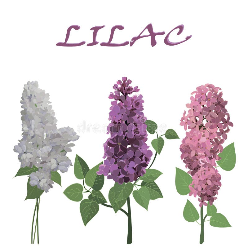 Three Multi-colored Branches of Lilac Isolated on White Background ...