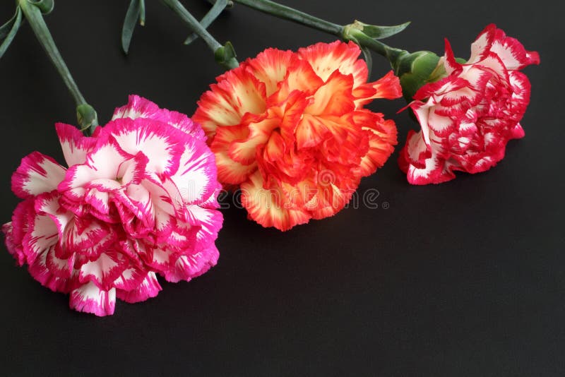 Three Multi-colored Carnations Lying on a Black Stone Slab. Closeup ...