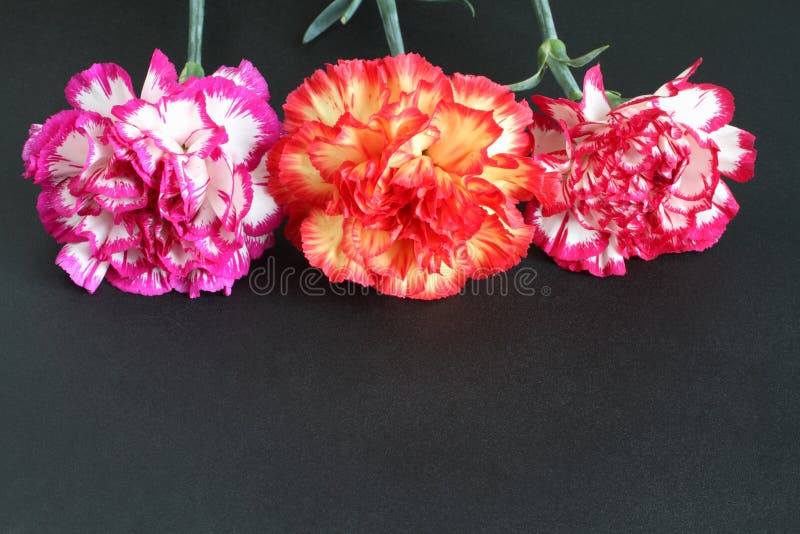 Three Multi-colored Carnations Lying on a Black Stone Slab. Closeup ...