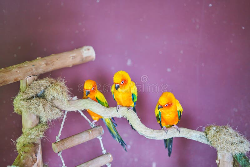Three Multi-colored Parrots are Sitting on a Branch Stock Photo - Image ...