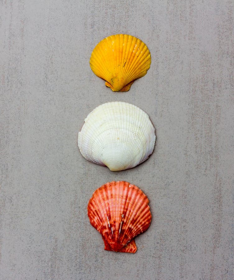 Colored Seashells Presented on a Sheet of Textured Paper Stock Photo ...