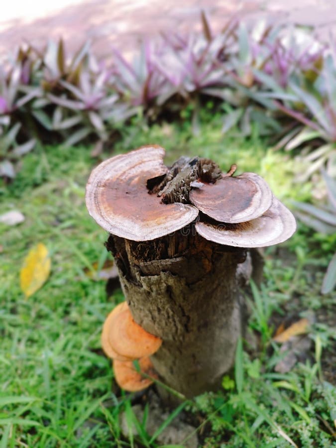 Three Mushroom Tree with Two Orange Colour Stock Photo - Image of ...