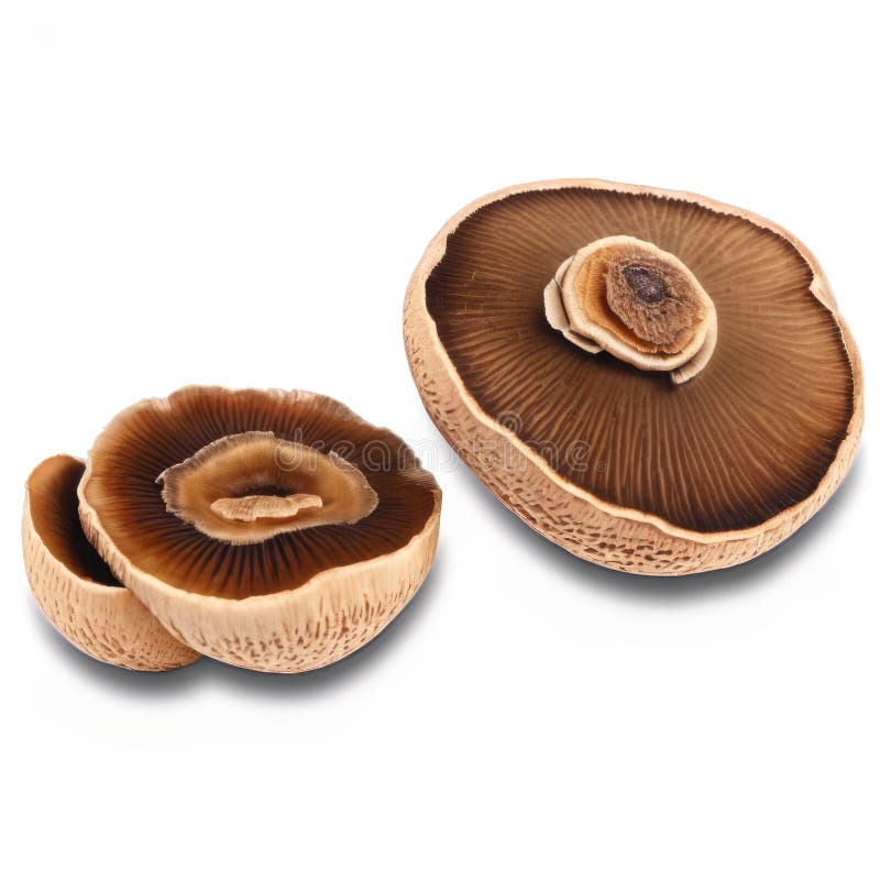 Three Mushrooms are Shown, One of Which is Cut in Half. Isolated on ...
