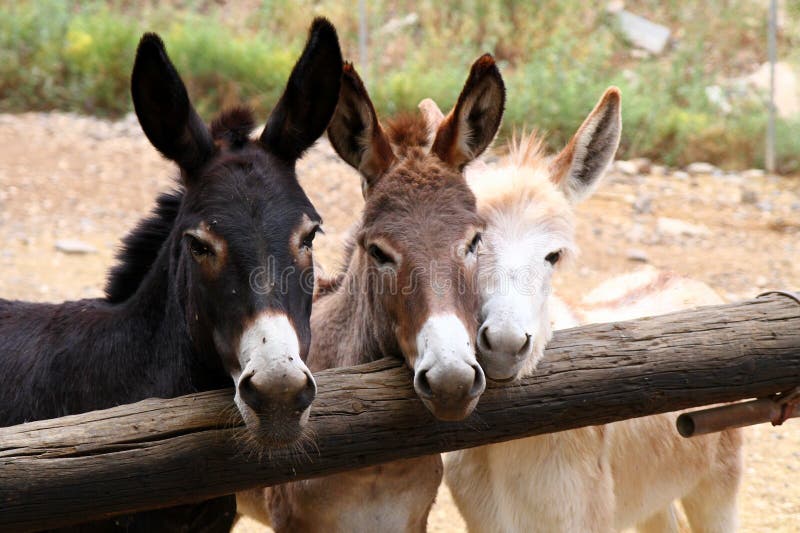 Three musketeers stock photo. Image of animals, donkeys - 32414594