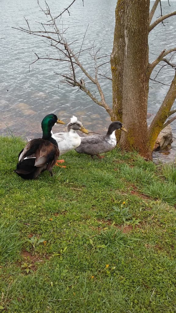 Three musketeers stock photo. Image of gone, three, duck - 89997698