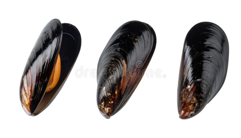 Three Mussels Showing Different Angles on a Transparent Background ...
