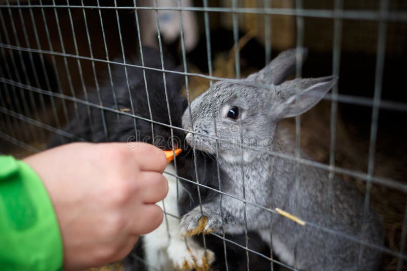 Three Muzzles of Fluffy Gray Rabbits in a Cage in a Zoo Stock Photo ...