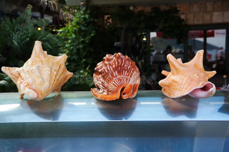 Seashells for sale. stock image. Image of market, marine - 25836501