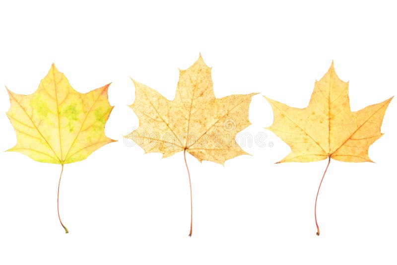 Three Natural Maple Leaves Isolated on White Background Stock Photo ...