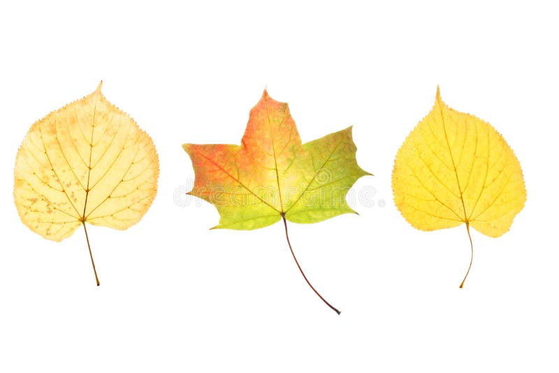 Three Natural Maple Leaves Isolated on White Background Stock Photo ...