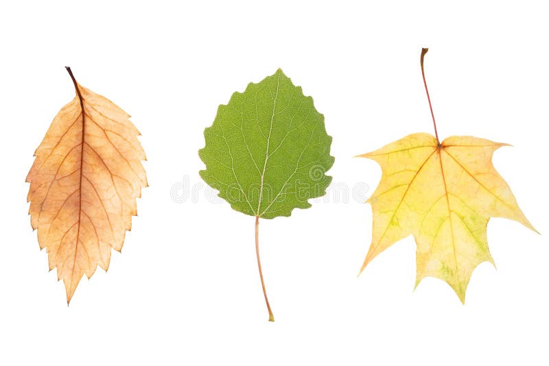 Three Natural Maple Leaves Isolated on White Background Stock Image ...