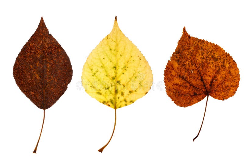 Three Natural Maple Leaves Isolated on White Background Stock Photo ...