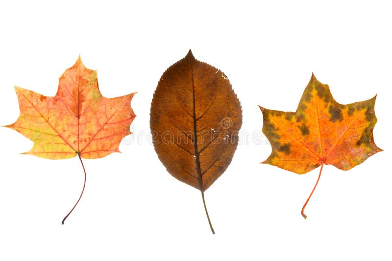 Three Natural Maple Leaves Isolated on White Background Stock Photo ...