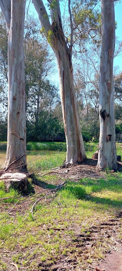 Three Natural Tall Eucalyptus Trees Stock Image - Image of tall, three ...
