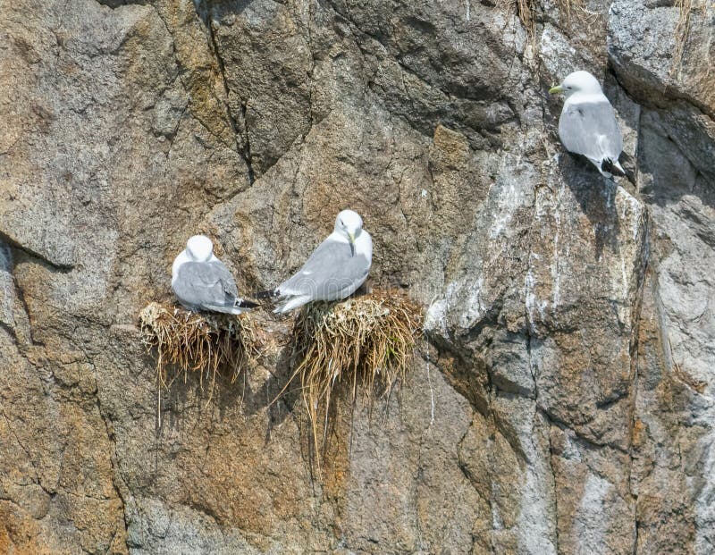 Seagulls Nest Stock Photos - Download 461 Royalty Free Photos