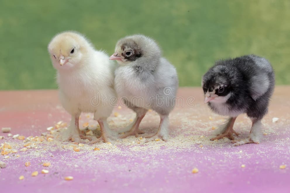 Three New Chicks Hatch from the Egg. Stock Photo - Image of wing ...
