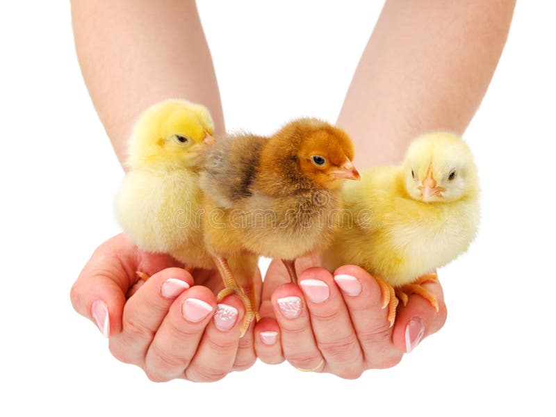 1,124 Human Hen Stock Photos - Free & Royalty-Free Stock Photos from ...