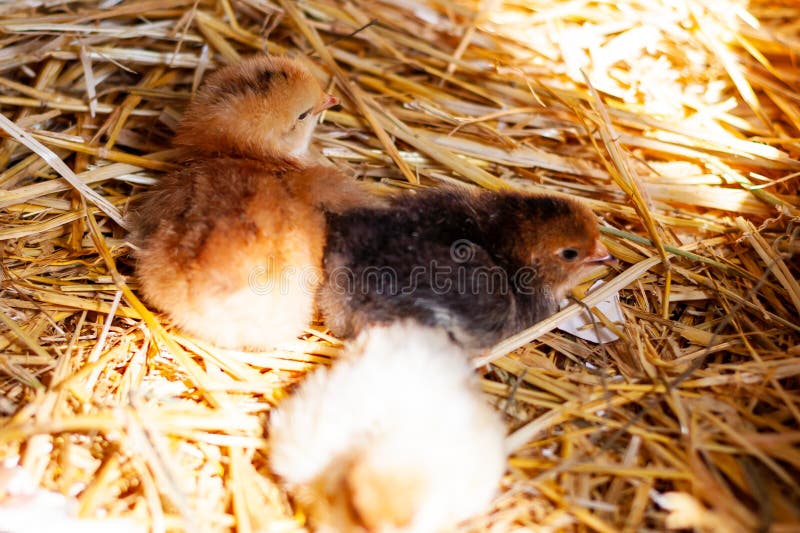 Three Newborn Chicks. Newborn Chickens in the Nest Stock Photo - Image ...