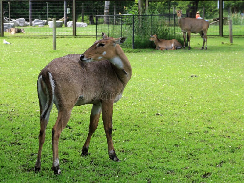 Three Nilgais stock image. Image of nilgai, wildlife - 38797813