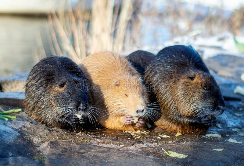 Three Nutria Rodents Feeding Near the River Stock Image - Image of ...