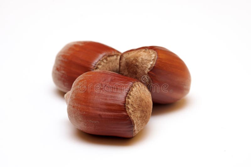 Three Nuts stock image. Image of food, forest, fall, bronze - 6600755