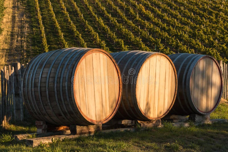 Three Oak Barrels in Vineyard Stock Image - Image of barrel, winemaking ...