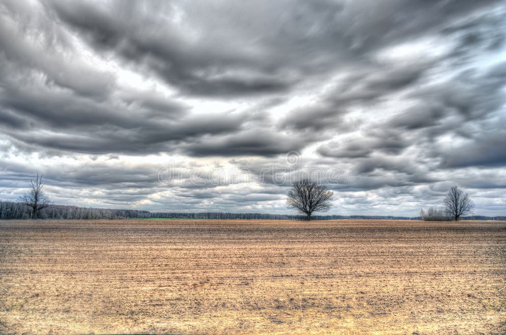 Three Oak among a Field in Early Spring Stock Photo - Image of green ...