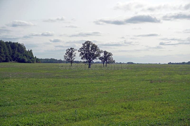 Three Oak Trees in a Field of Flowering Clover in Late Summer. Stock ...