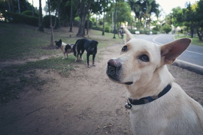 Dogs are making love stock photo. Image of style, horizontal - 136512258