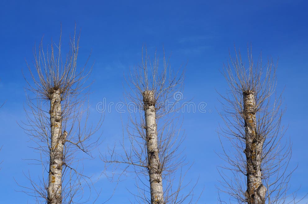 Three Old Poplar Trees after Total Pruning All Branches Stock Image ...