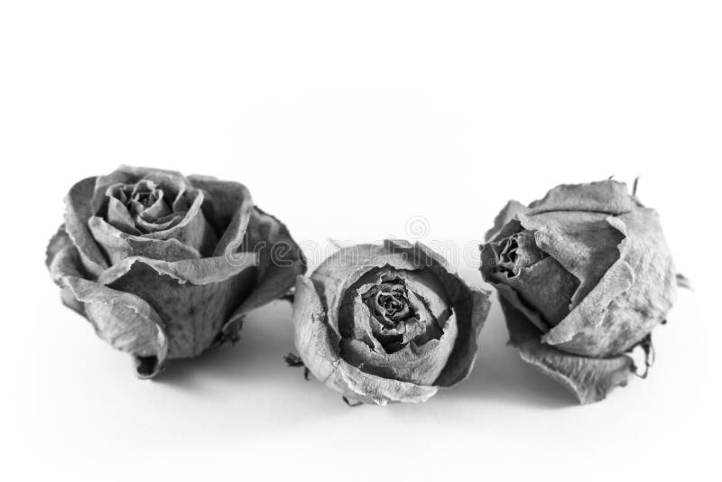 Three Old Roses on White Backgound, Covered with Dust and Spider Nets ...