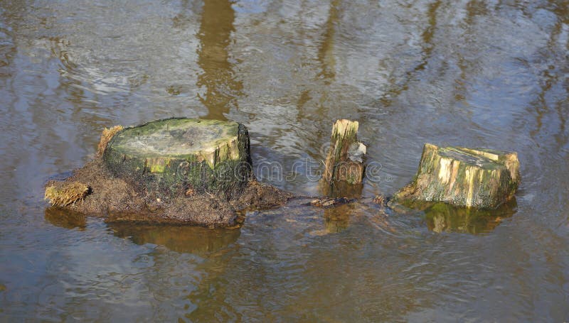 Three Old Stumps in the River Water Stock Photo - Image of water ...