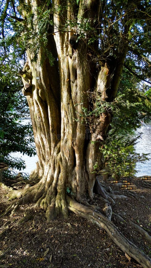 Three Old Trees Growing Together with Large Roots Stock Image - Image ...
