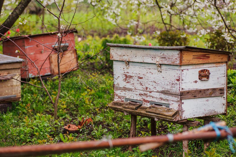 Three Old Wooden Hives on Apiary Under Cherry Tree. Hives Bloom ...