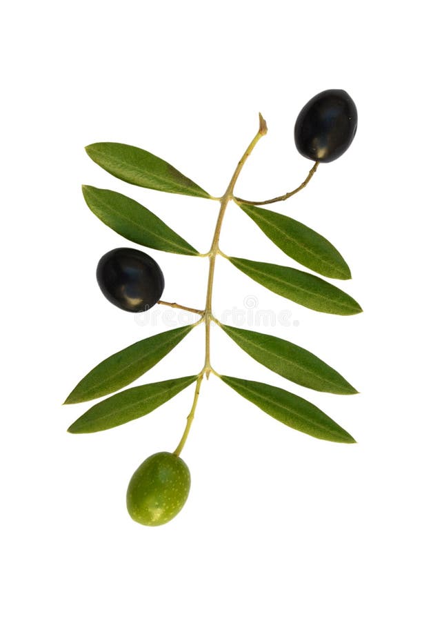 Fresh Olive Tree Branch with Olives Stock Image - Image of fresh ...