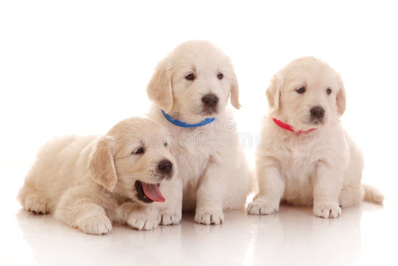Puppies stock image. Image of dogs, puppies, pets, animals - 23301575