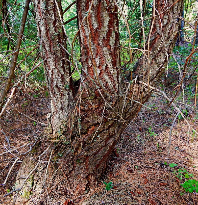 Triple Growth stock photo. Image of branches, north - 174910934