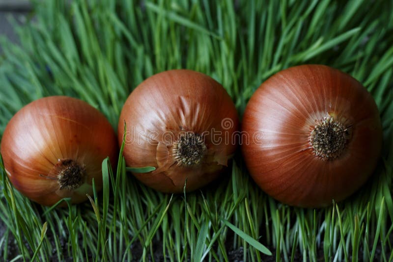 Three Onions Lie on Green Grass Stock Photo - Image of healthy, ripe ...