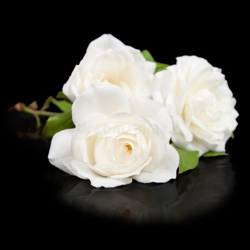 White rose on black stock image. Image of pink, anniversary - 1431689