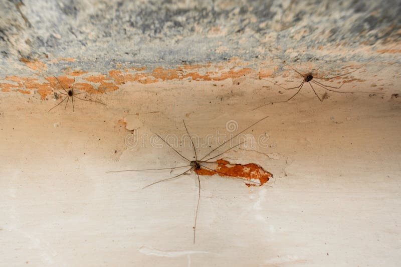 Three Opiliones on the Wall Stock Image - Image of fauna, biology ...