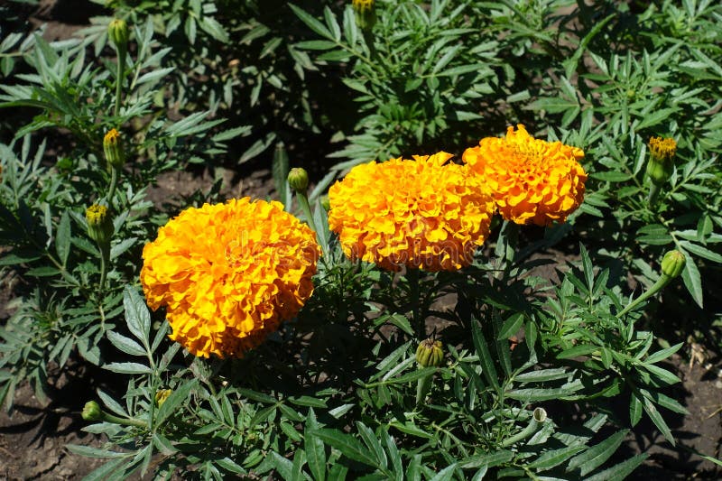 Three Orange Flower Heads of Tagetes Erecta Stock Image - Image of ...