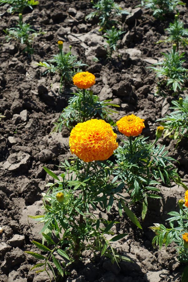 Three Orange Flowers of Tagetes Erecta Stock Image - Image of head ...