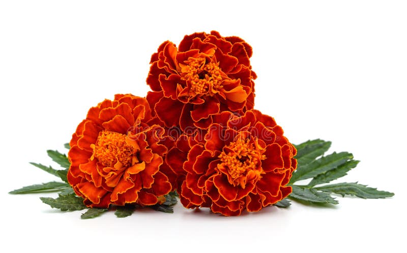 Three orange marigolds stock photo. Image of love, charming - 259664388