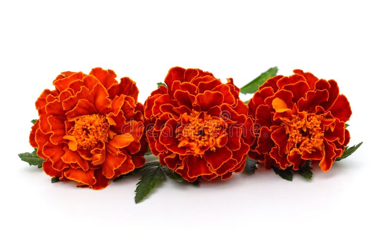 Three orange marigolds stock photo. Image of bunch, daisy - 273477346