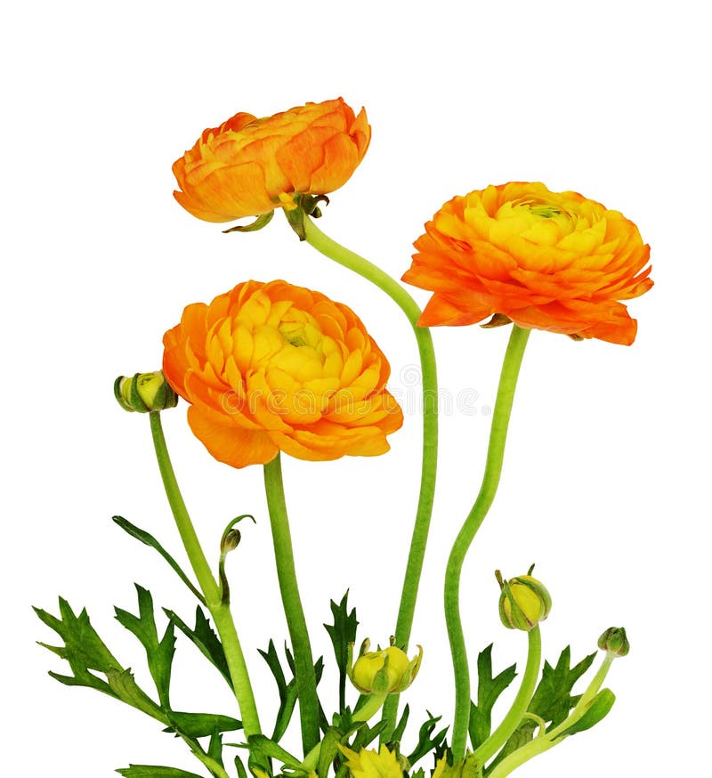 Orange ranunculus bouquet stock photo. Image of flowers - 30991868
