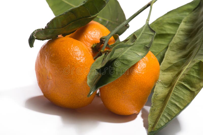 Three Orange Ripe Mandarin on a Branch with Leaves. Isolated on Stock ...