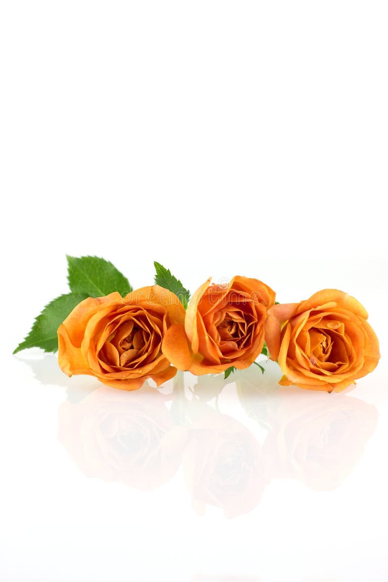 1,620 Happy Birthday Orange Rose Stock Photos - Free & Royalty-Free ...