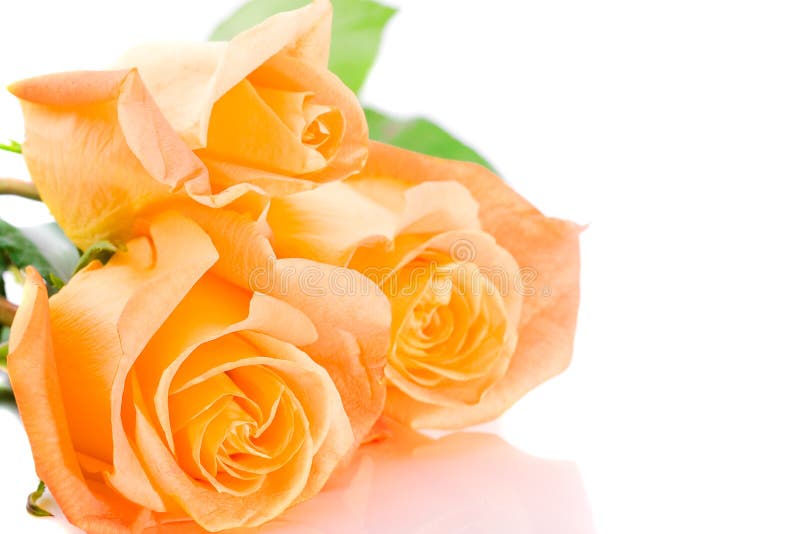 Three orange roses stock image. Image of love, leaf, beautiful - 5790611