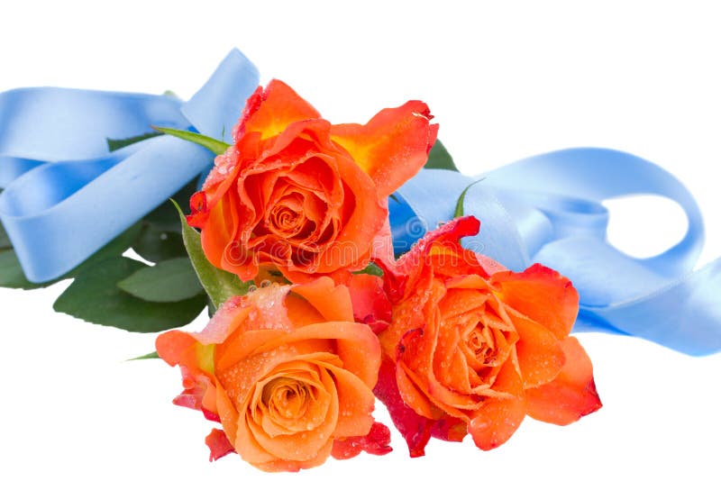 Three Orange Roses with Blue Bow Stock Image - Image of festive, orange ...