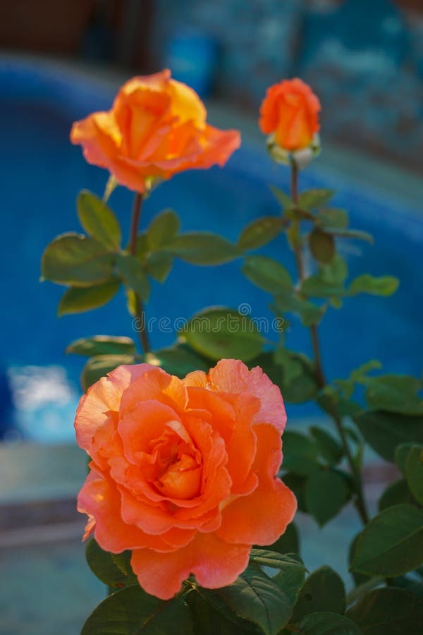 Three orange roses stock photo. Image of fragrant, beauty - 74348856